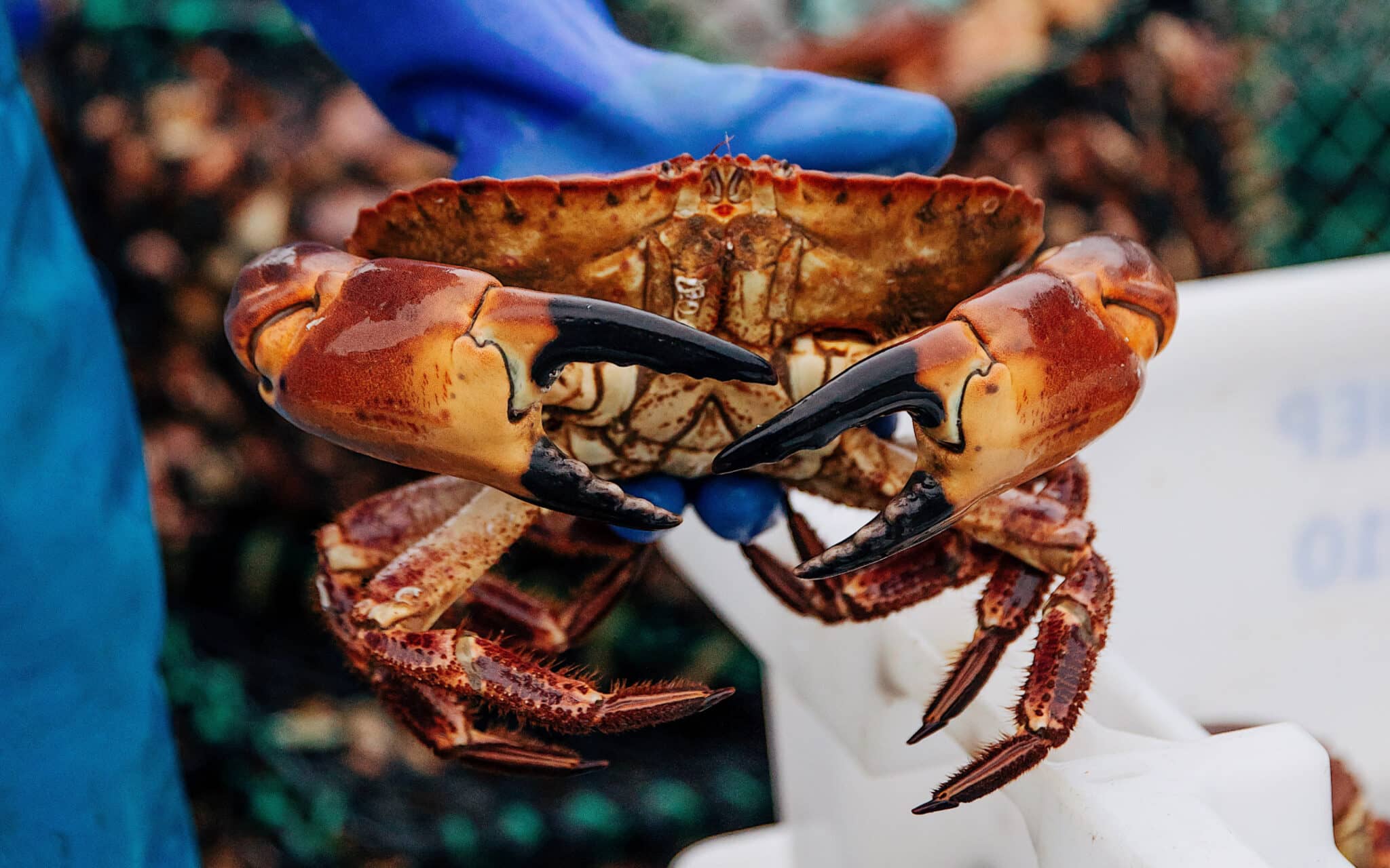 Fish+ – Access to aquatic foods that are delicious, nutritious, and ...